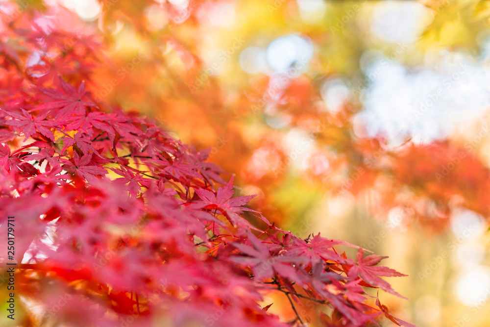 Beautiful autumn colors of Japanese maple tree iroha momiji leaves ...