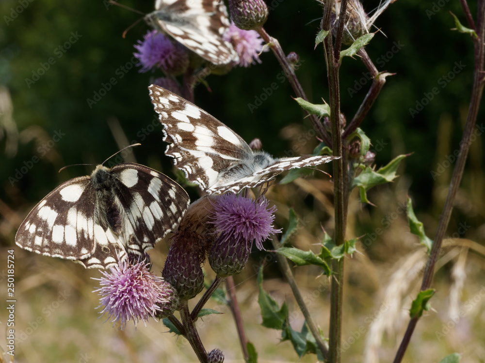 Demi-Deuil - Melanargia galathea - Papillons des herbes et fleurs de ...