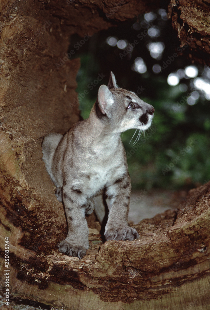 Eastern Cougar cub (Puma Concolor Couguar). This photograph was taken ...