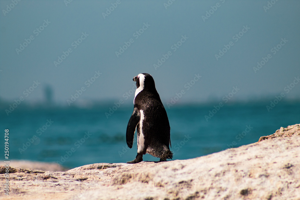 Cuteness overload: funny african penguins living free in south african ...