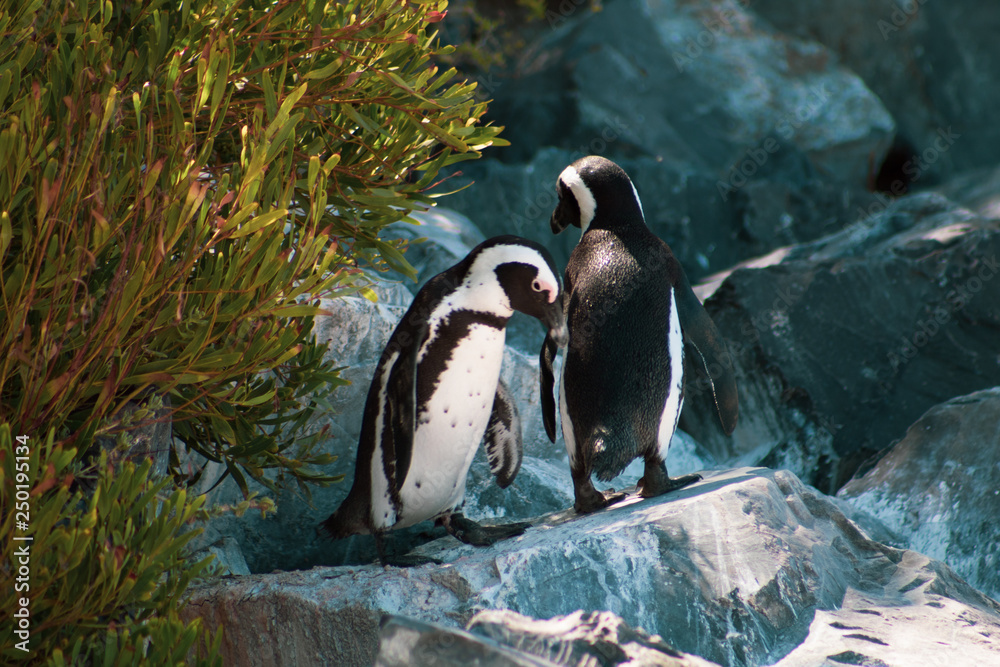 Cuteness overload: funny african penguins living free in south african ...