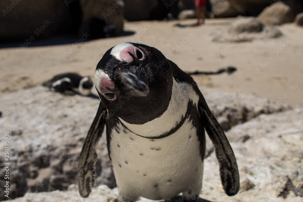 Cuteness overload: funny african penguins living free in south african ...
