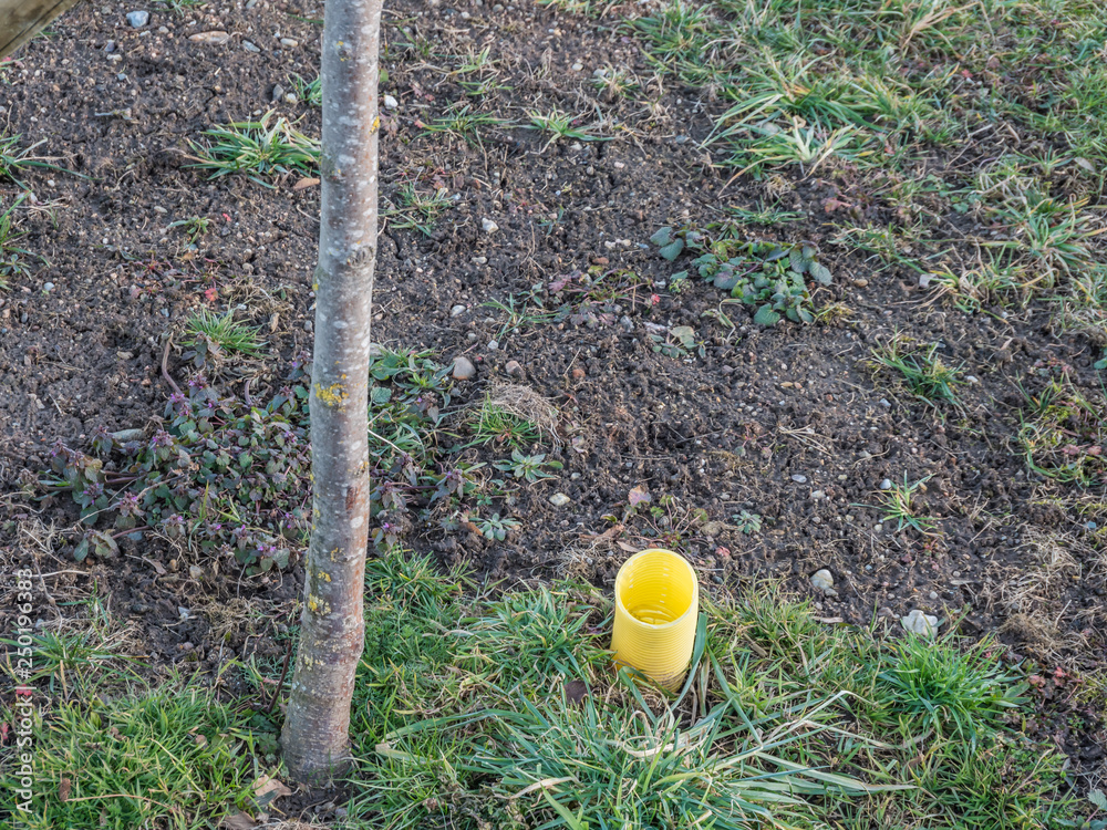 Drainagerohr bei der Baumpflanzung Stock Photo | Adobe Stock