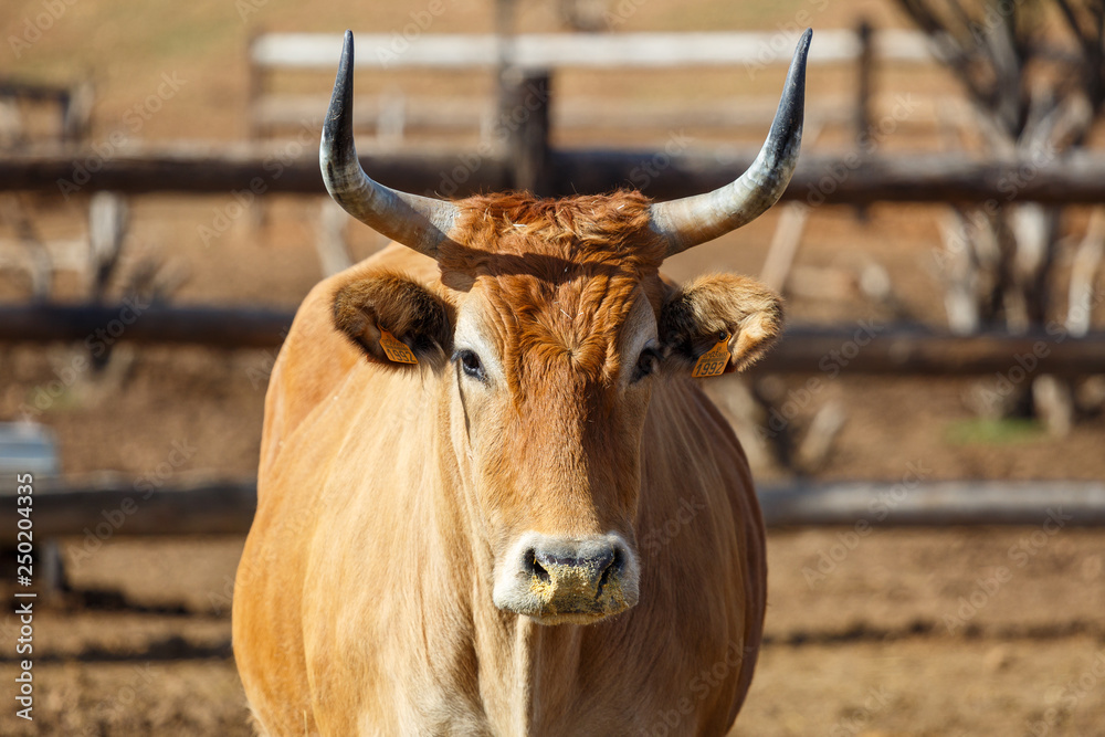 Buey en la granja mirando de frente. Jimenez de Jamuz, Leon, España ...