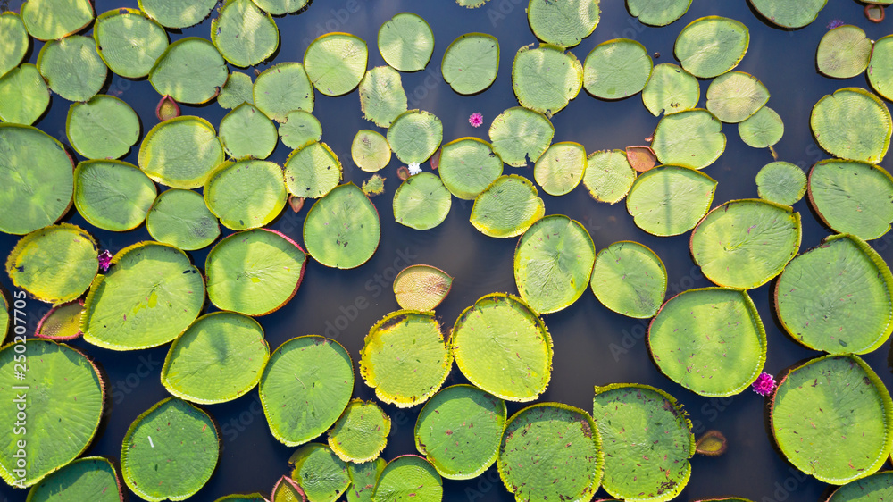 Aerial photo top view of Victoria water lilies Stock Photo | Adobe Stock