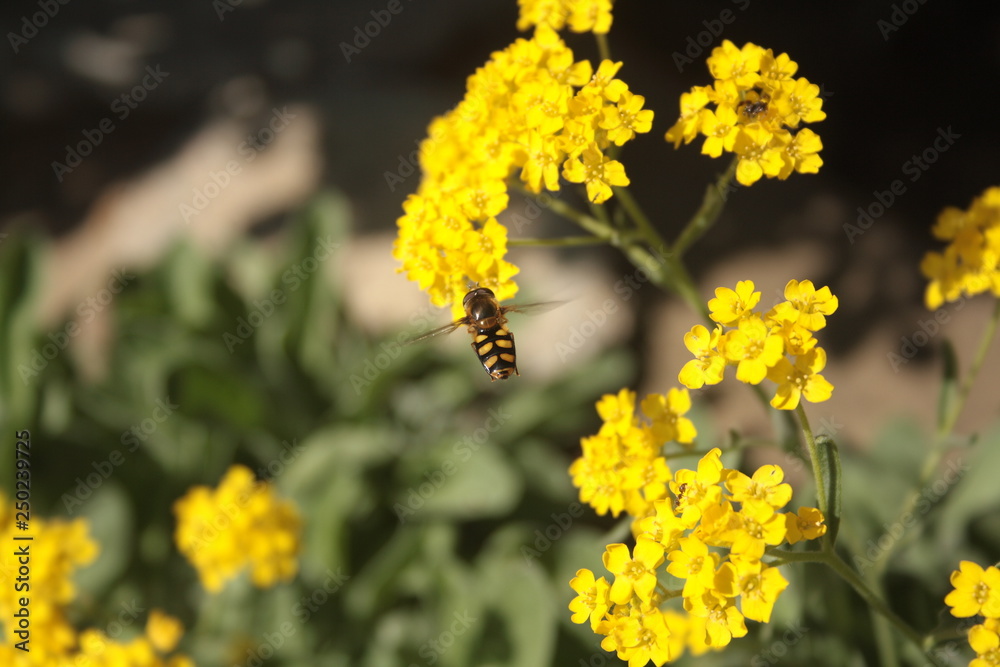 Alyssum plant with golden yellow flowers and striped bee. In Spring ...