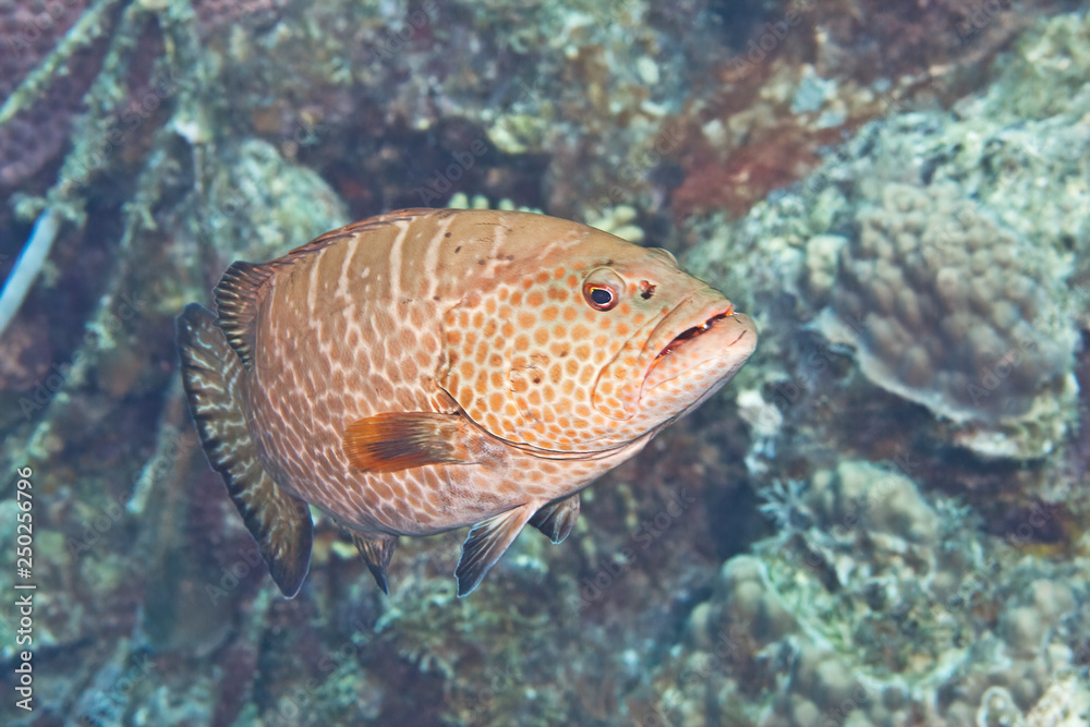 Tiger Grouper (Mycteroperca tigris), Caribbean Reefs around the island ...