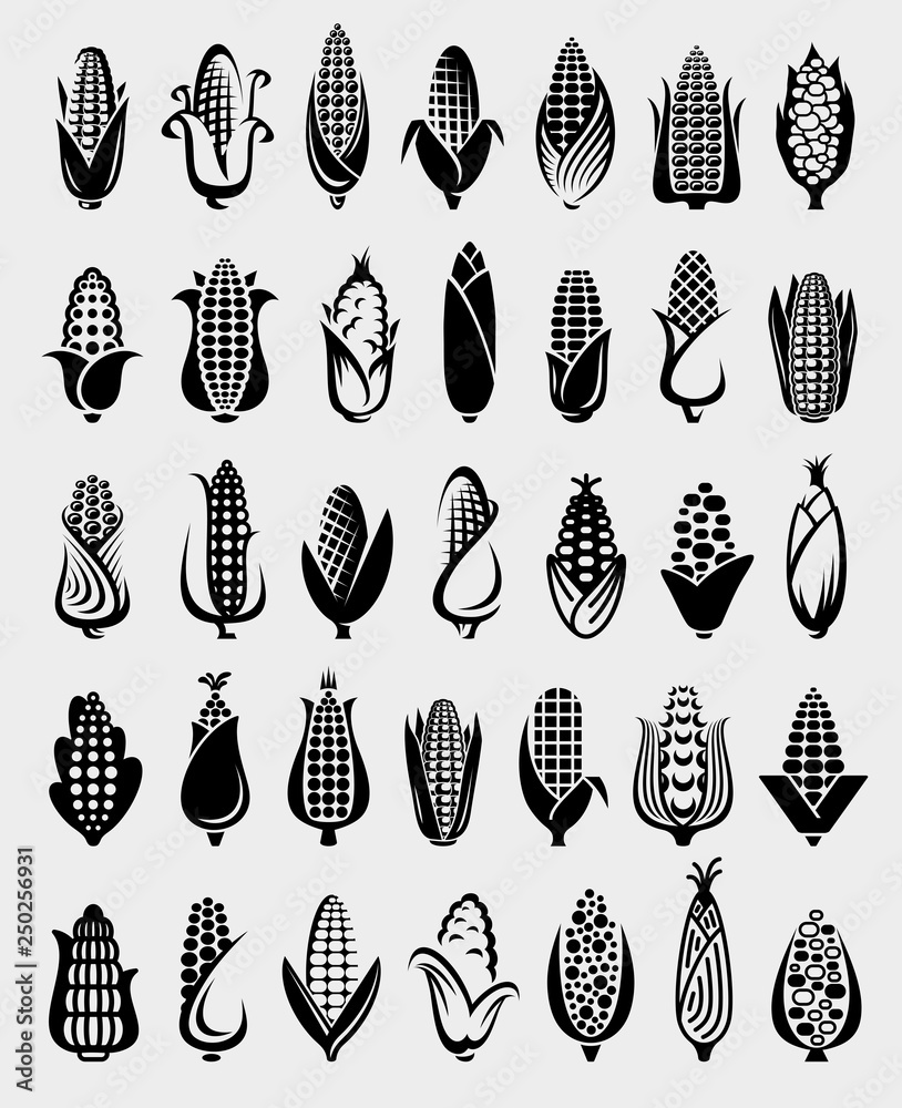 Corn Vector