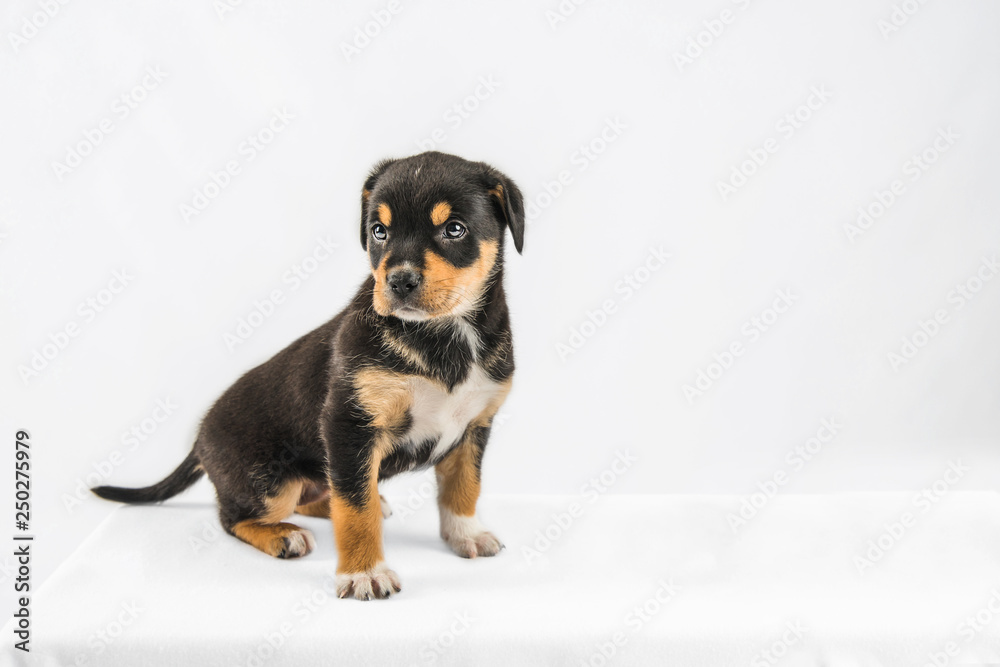 New Border Collie Lab Borador Puppy Stock Photo | Adobe Stock