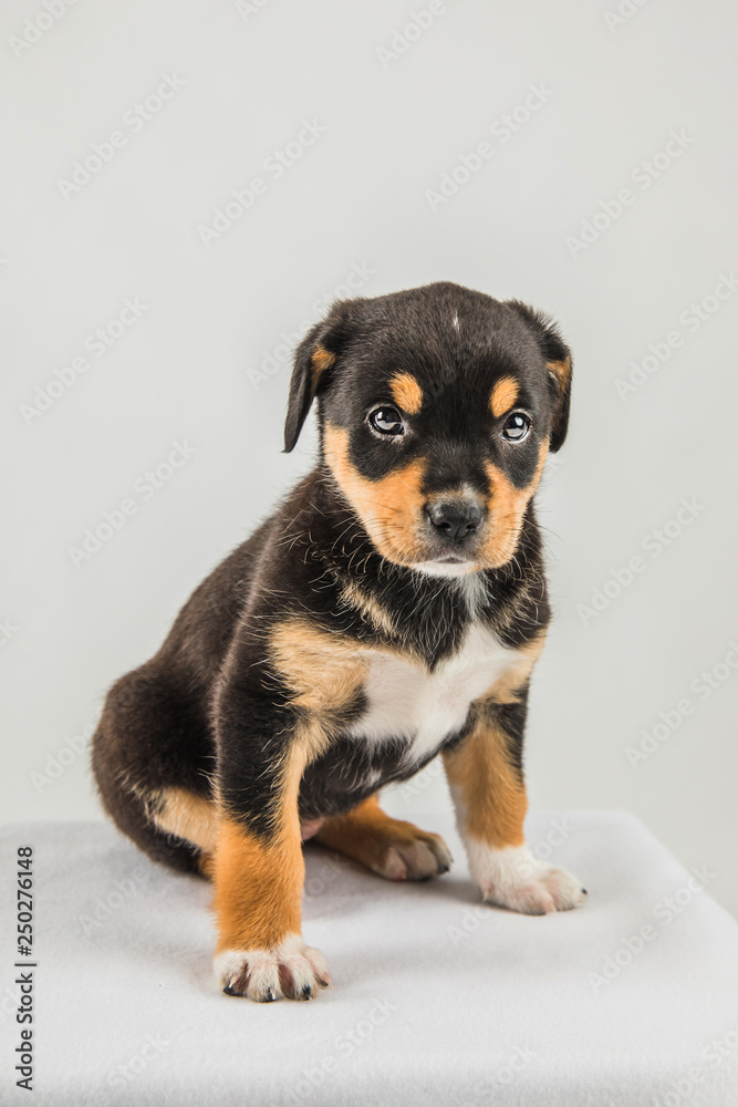 New Border Collie Lab Borador Puppy Stock Photo | Adobe Stock