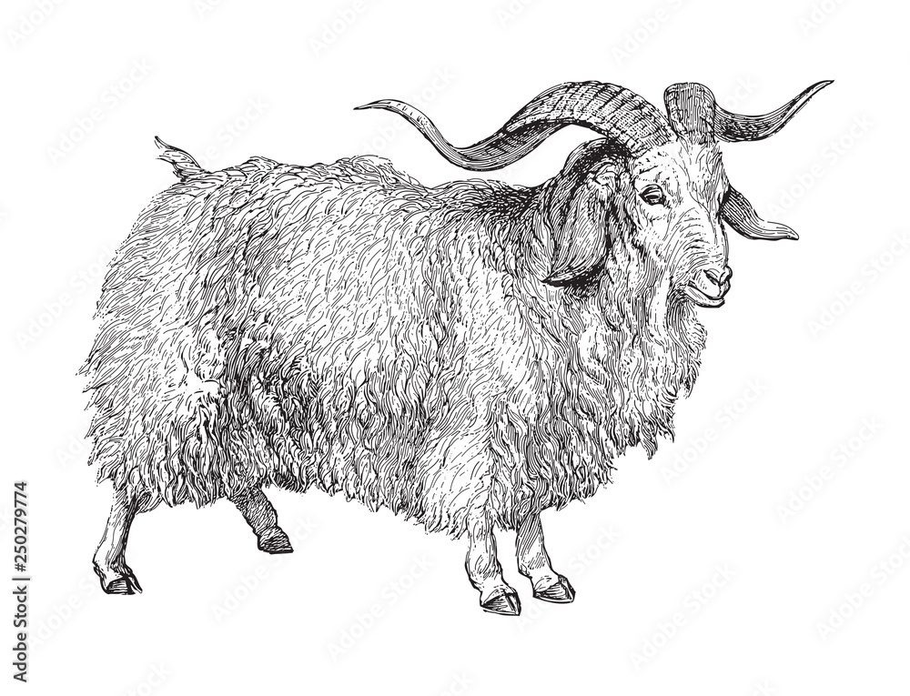Angora goat (Capra angorensis) / vintage illustration from Meyers ...