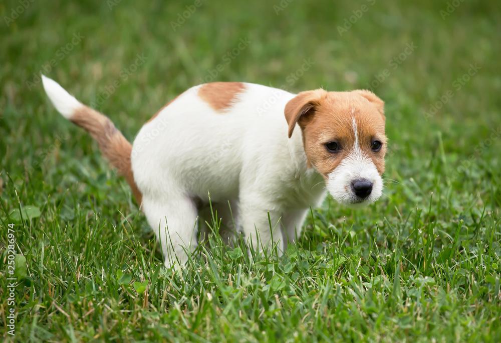 Cute jack russell pet dog puppy doing his toilet, pooping in the grass ...
