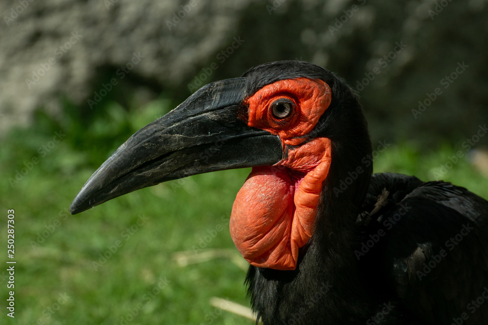 Calao Terrestre Sureño ( Bucorvus leadbeateri ) Southern Ground ...