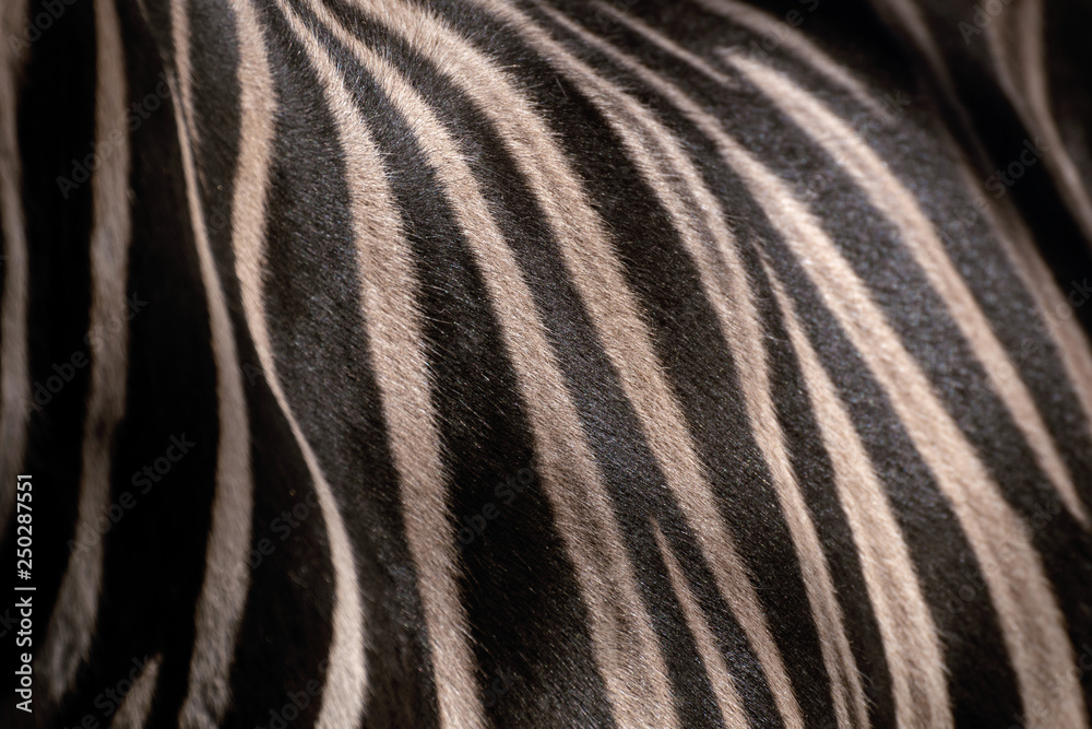 Patrón de rayas de cebra Stock Photo | Adobe Stock