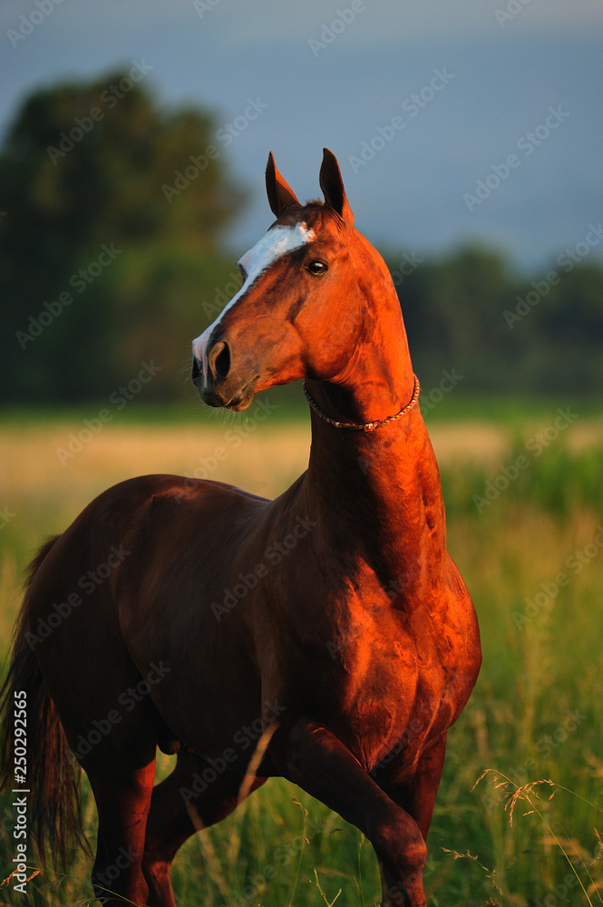 Horse Walking Front View