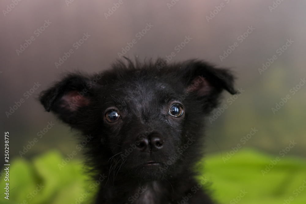 black puppy with split nose and demodectic mange, .located at the head ...