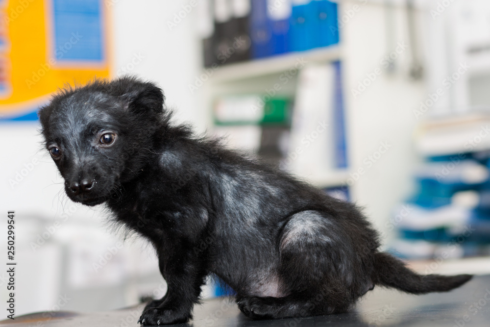 black puppy with split nose and demodectic mange, .located at the head ...