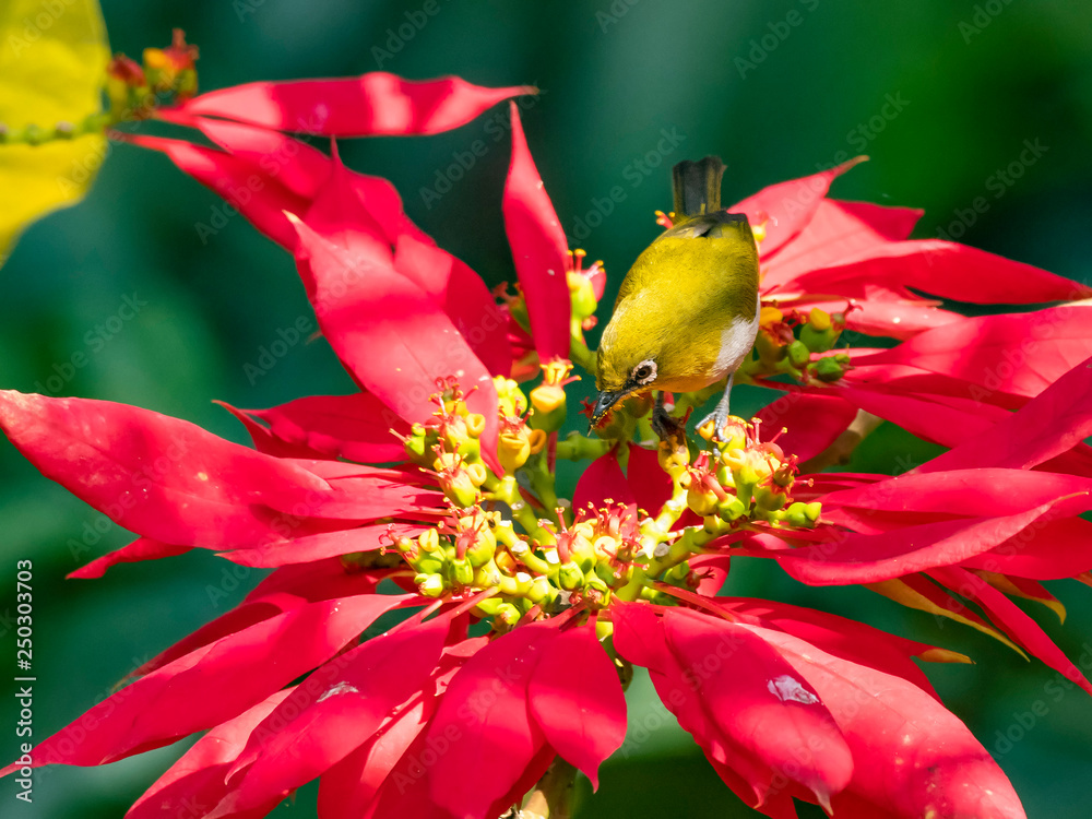 Oriental White-eye (Zosterops palpebrosus) race "nilgiriensis". Wayaana ...