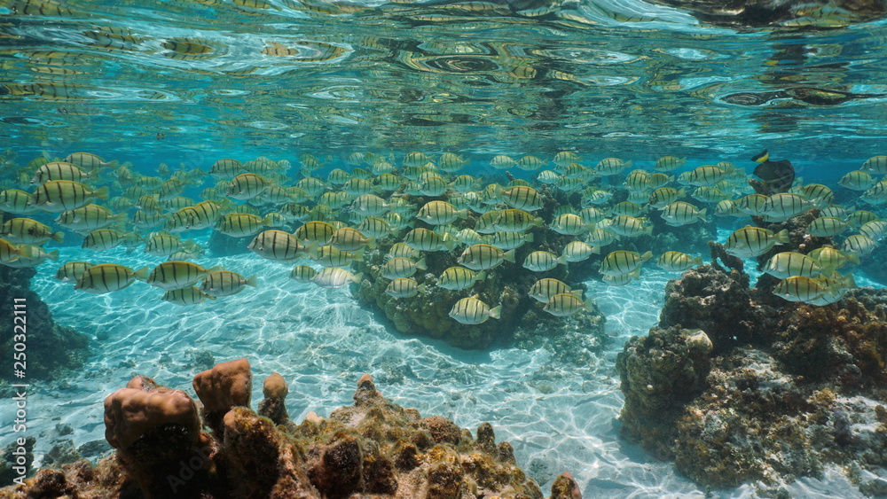 Foto de School of tropical fish (convict surgeonfish) below water ...