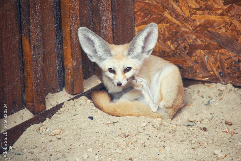 Vulpes zerda. Tiny fox of a peculiar appearance who lives in deserts of ...