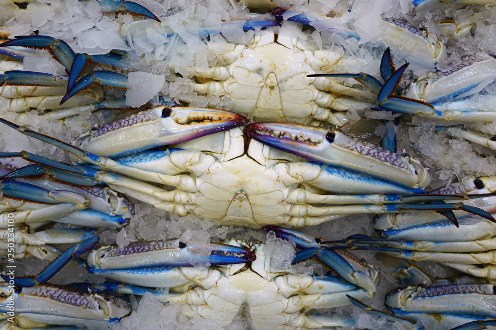 Blue swimmer crab (Portunus armatus) for sale at a seafood market in ...