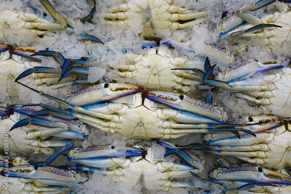 Blue swimmer crab (Portunus armatus) for sale at a seafood market in ...