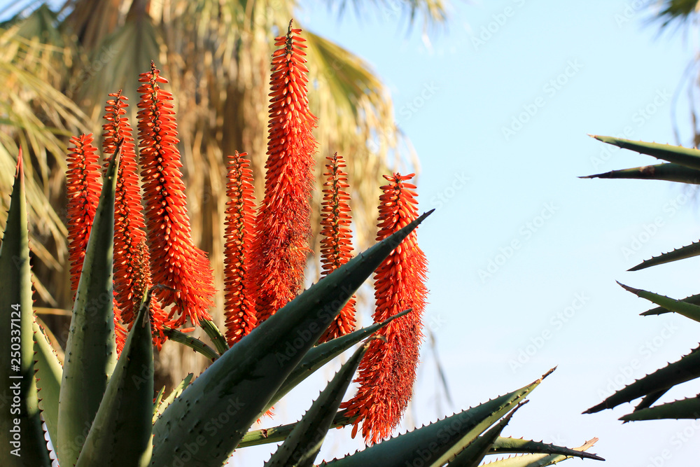 Aloe arborescens (Cactus, Plantes Grasses, Succulentes) Stock Photo ...