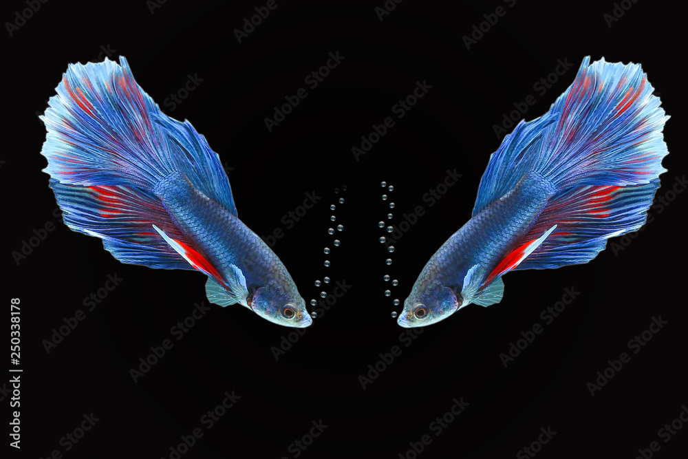 Battle Of Fishes