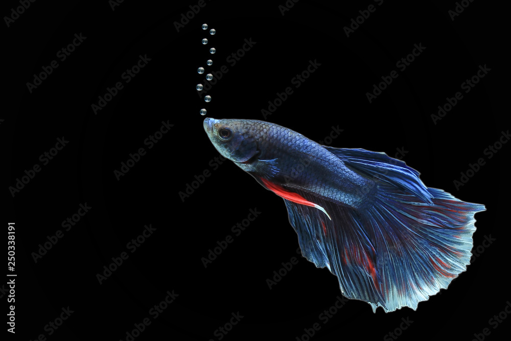Beautiful betta fish or Asian battle fish that roam bubbles, concept ...