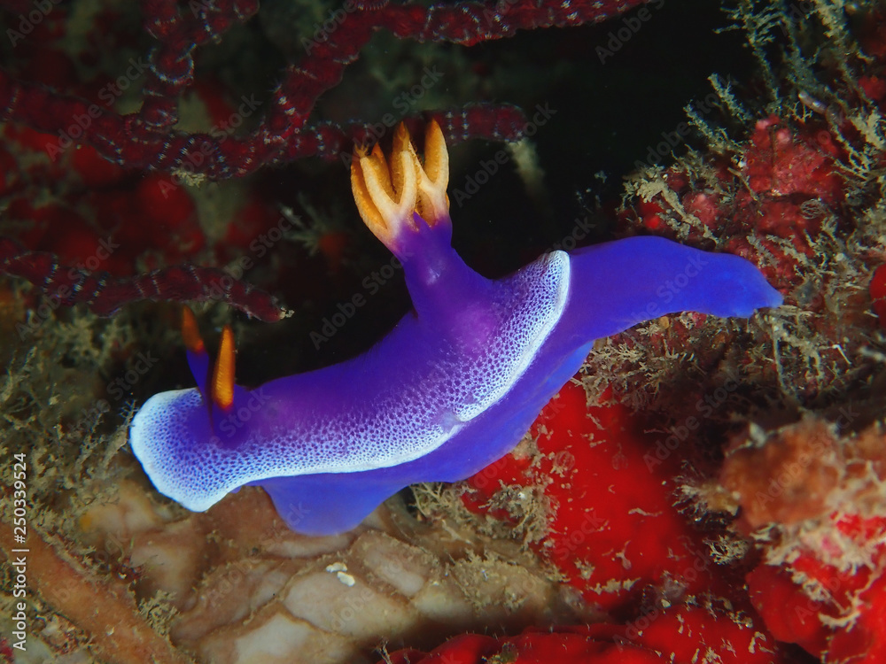 Hypselodoris apolegma is a species of colourful sea slug or dorid ...