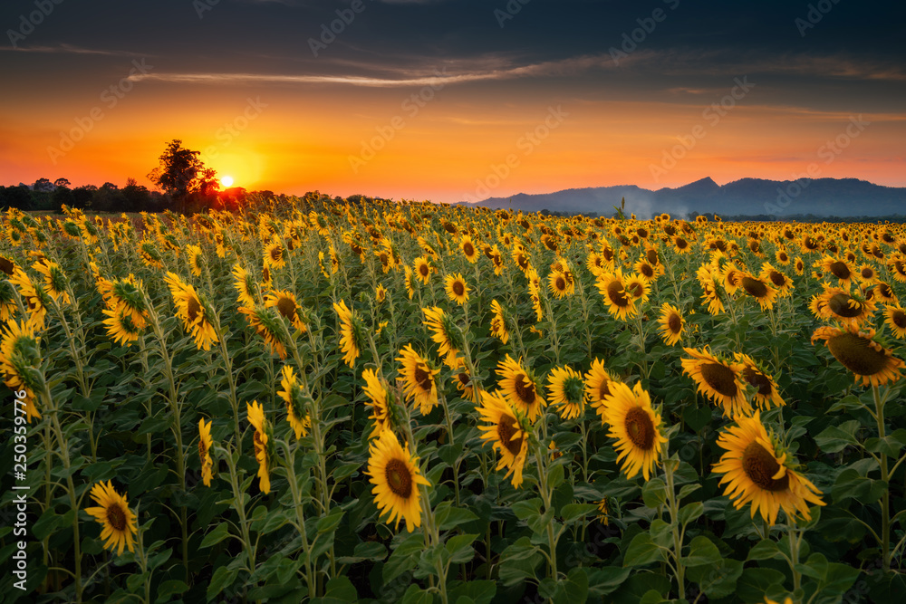Beautiful Farm Scenery
