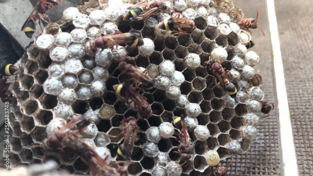 Thai hornet or wasp on nest or hive on window. Wasp is insect that is ...