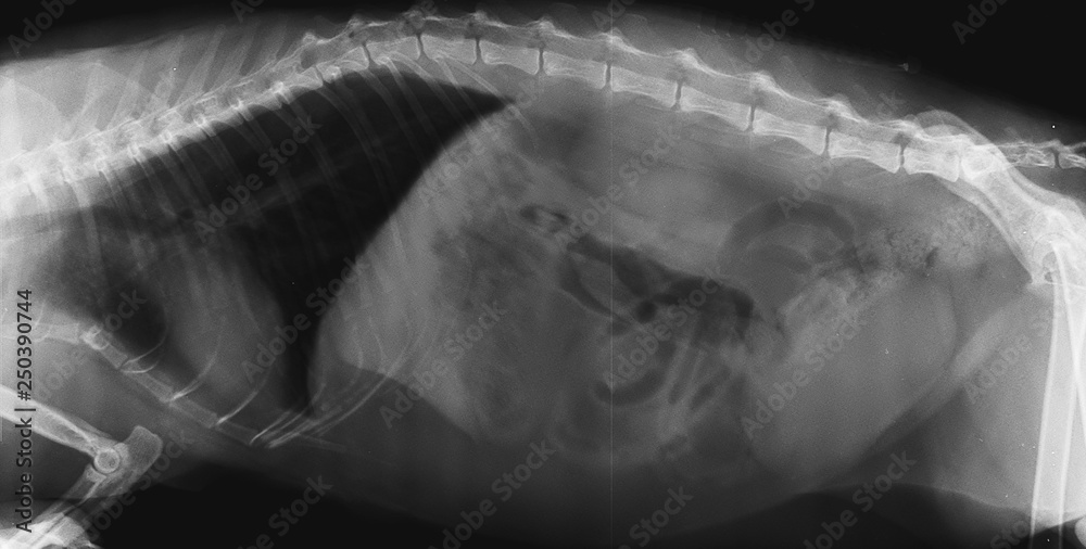 radiographic examination at the cat, fracture of the sternum Stock ...