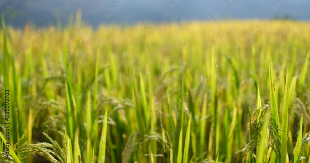 Rice paddy field in harverting season. Closeup of yellow paddy rice ...