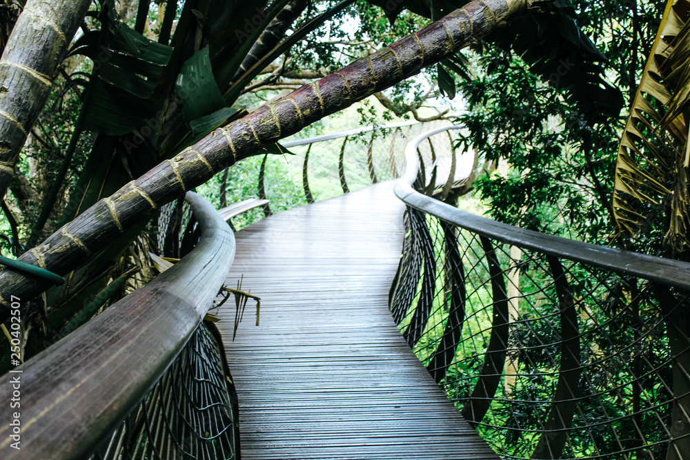 Treetop Canopy Walkway at Kirstenbosch Botanic Garden | Aerial ...