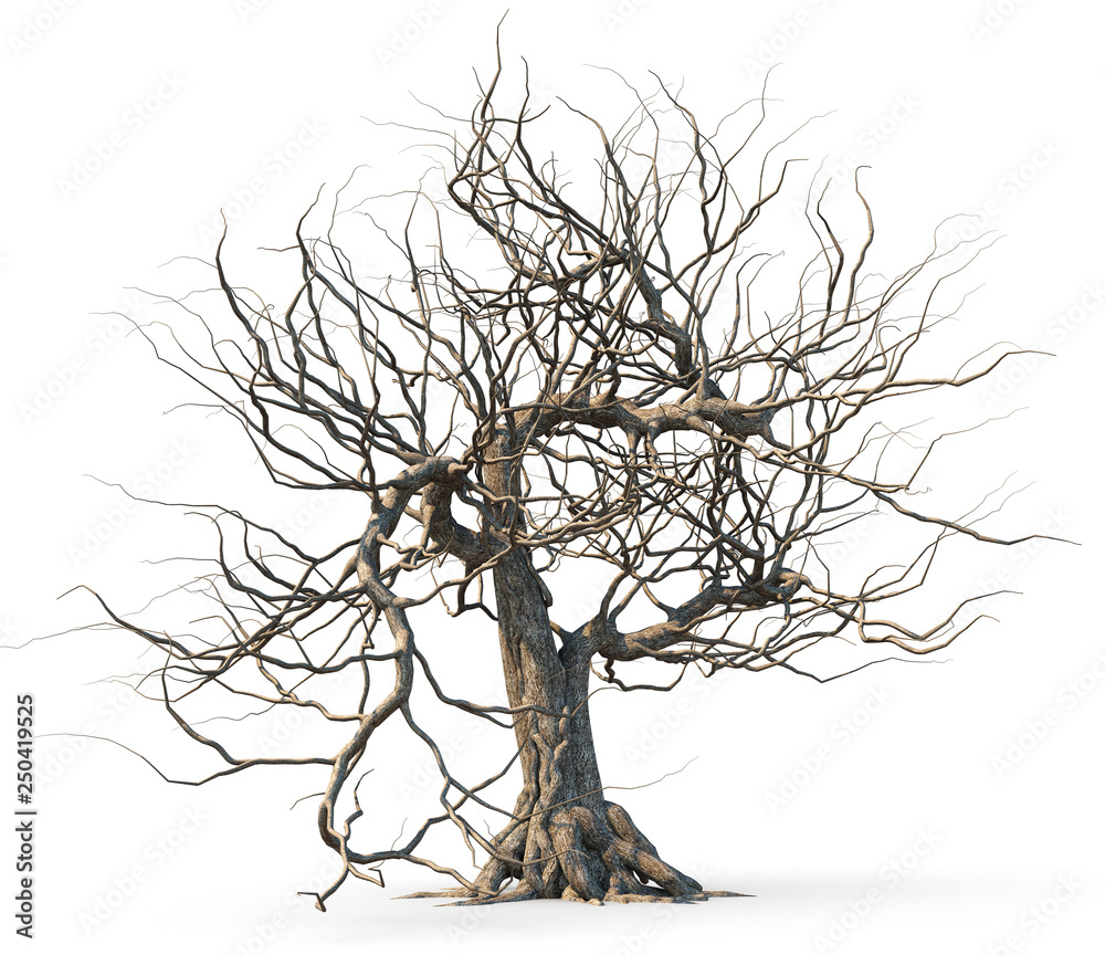 Dead tree isolated on white background. Stock Illustration | Adobe Stock