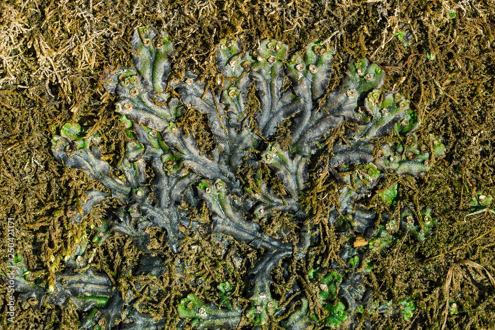 Common liverwort (Marchantia polymorpha) moss. natural texture green ...