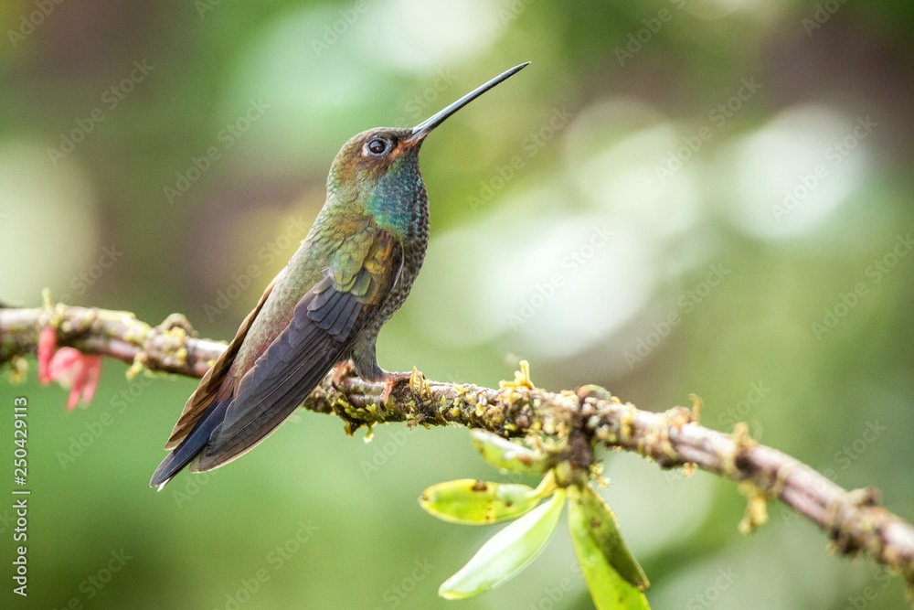 White-tailed hillstar sitting on branch, hummingbird from tropical ...