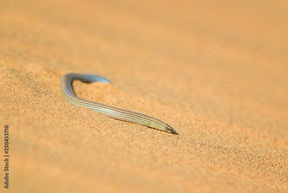 FitzSimons' Burrowing Skink - Typhlacontias brevipes, special legless ...