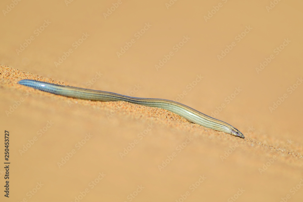 FitzSimons' Burrowing Skink - Typhlacontias brevipes, special legless ...