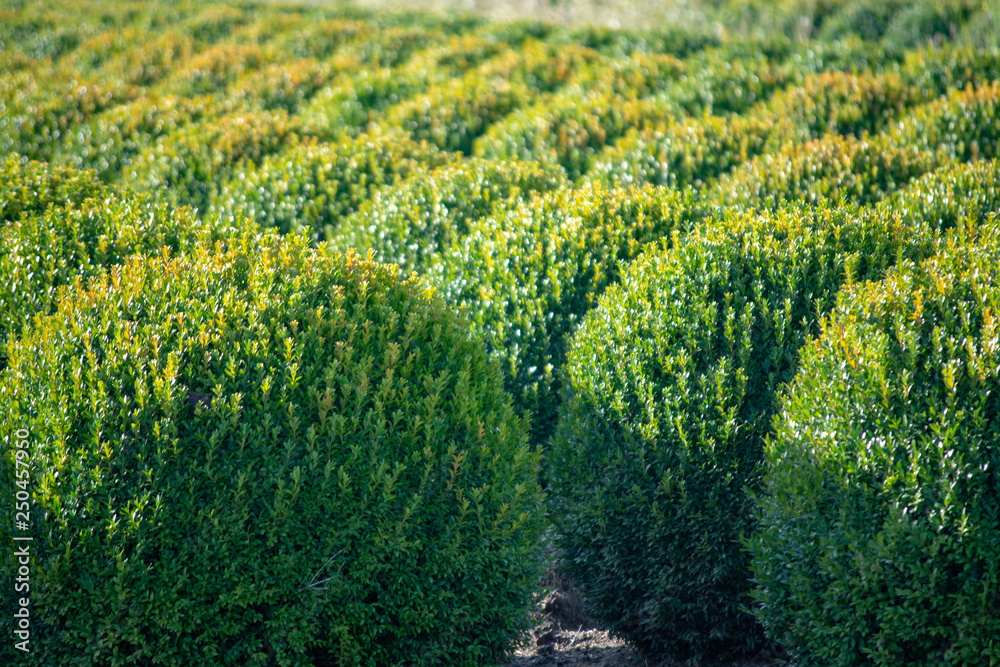 Evergreen buxus or box wood nursery in Netherlands, plantation of big ...