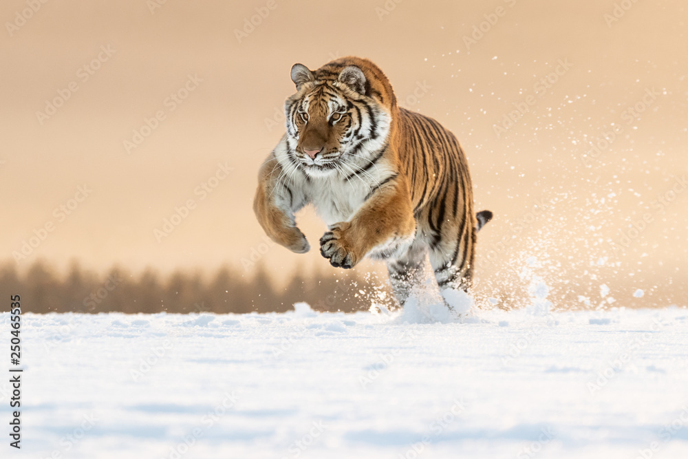 Amazing Siberian Tiger female on sunny winter day. Gorgeous, dangerous ...