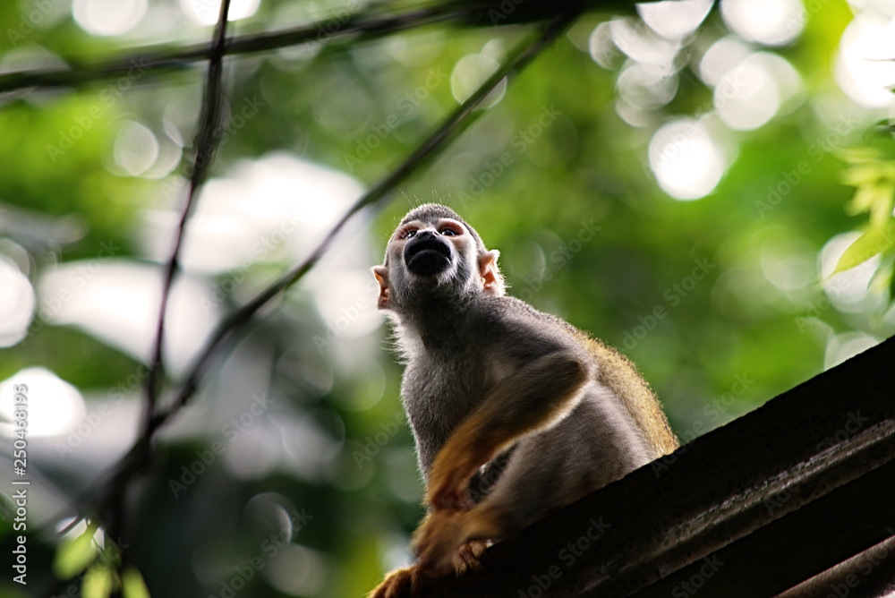 The nature inside an enclosed park in the city of Manaus, Amazonas ...