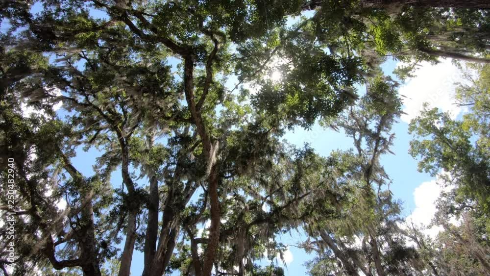 View of Edward Ball Wakulla Springs State Park in Florida, USA ...