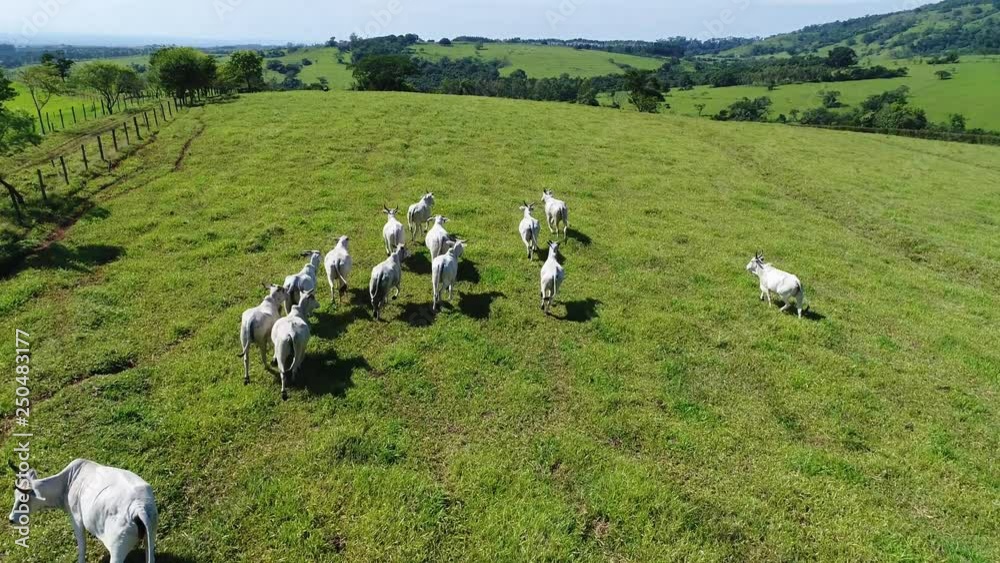 Rural life scene of cows running in the countryside. Rural life scene ...