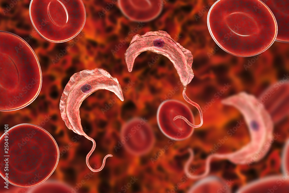Trypanosoma brucei parasites, 3D illustration. A protozoan that is ...