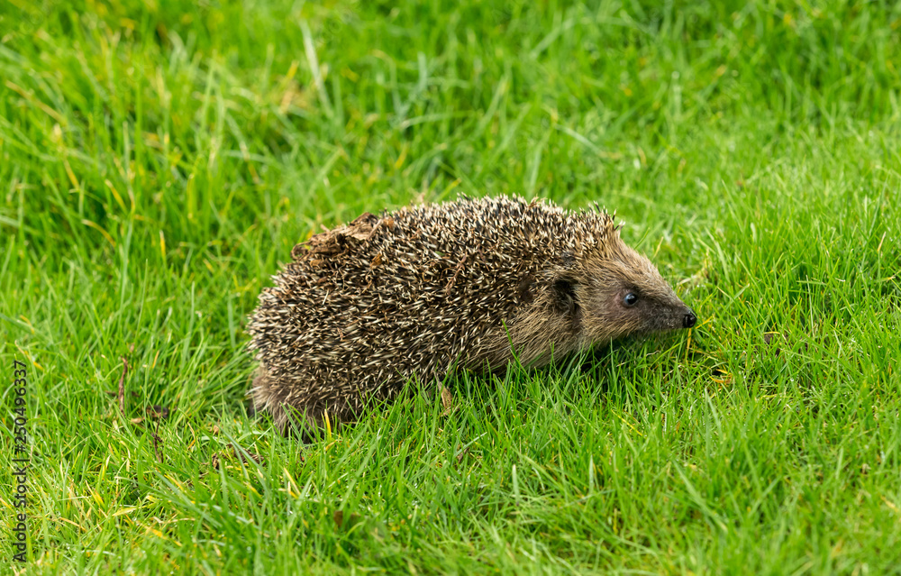 Hedgehogs Habitat