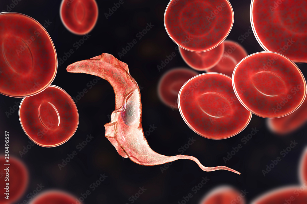Trypanosoma cruzi parasite, 3D illustration. A protozoan that causes ...