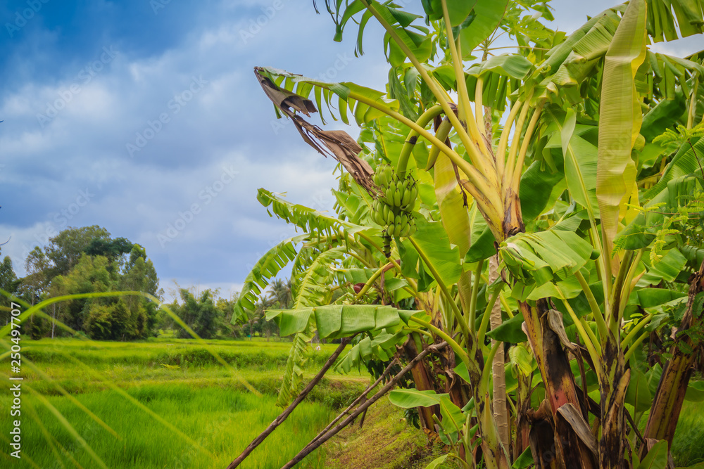 Mixed farming by planting banana trees in rice fields is agricultural ...