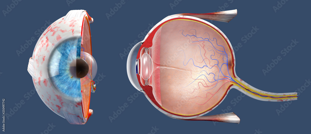3D illustration of a cross-section of the human eye in a side view and ...